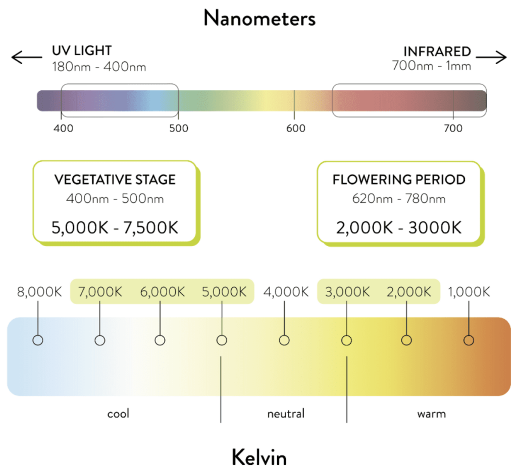 Light guide for cannabis plants - GreenHappiness.org